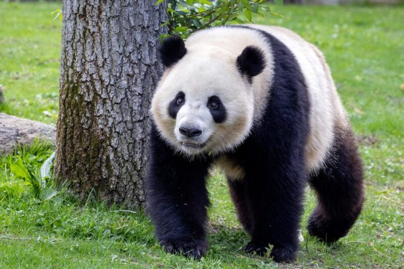 Madrid: Zoo Aquarium Madrid Ticket - Key Points