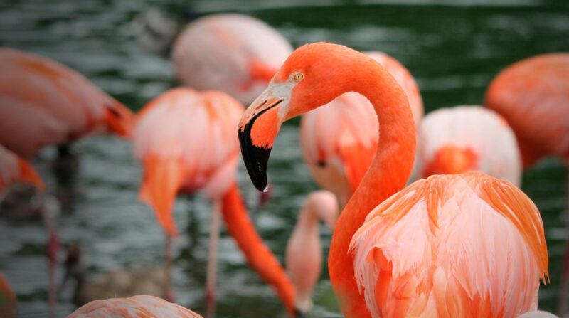 Madrid: Zoo Aquarium Madrid Ticket - The Experience for Different Visitors