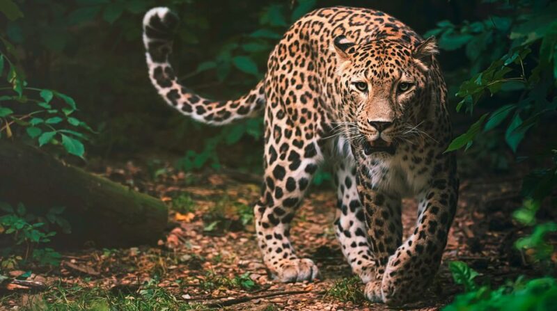 Madrid: Zoo Aquarium Madrid Ticket - Authentic Experiences and Reviews