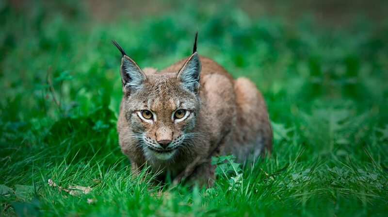 Madrid: Zoo Aquarium Madrid Ticket - The Sum Up