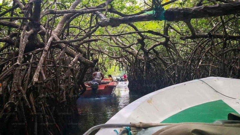 Madu River Boat Safari: A Journey Through Nature's Paradise - Additional Insights from Traveler Feedback