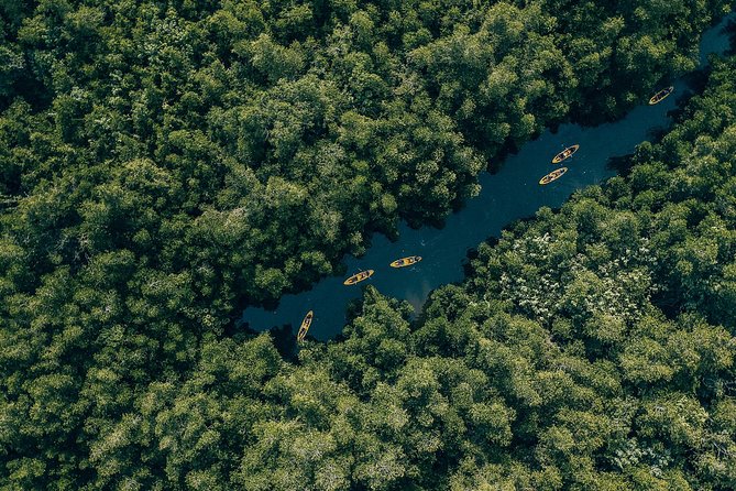 Madu River Sunrise Mangrove Kayaking from Bentota - Who Will Love This Tour?