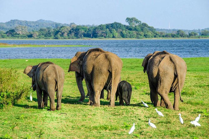 Maduru Oya National Park Private Safari with Naturalist - An In-Depth Look at the Maduru Oya Safari