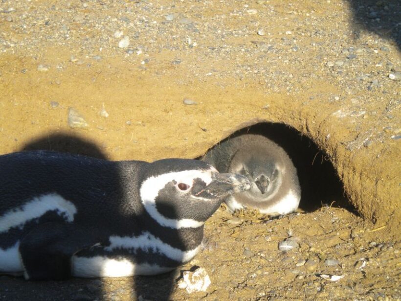 Magdalena Island Penguin Tour by Boat from Punta Arenas - Key Points