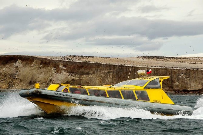 Magdalena Island Penguin Tour by Boat From Punta Arenas - Inclusions
