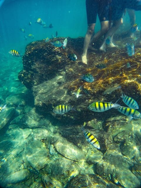 Magdalena: Tayrona Park Cruise with Snorkeling & Beaches - A Closer Look at the Tayrona Park Cruise