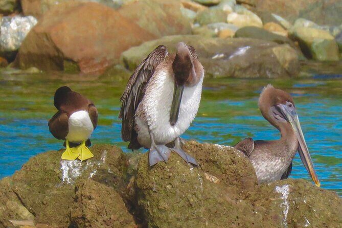 Magens Bay Nature Walk & premium hands-free Hobie Kayak Adventure - The Itinerary Breakdown