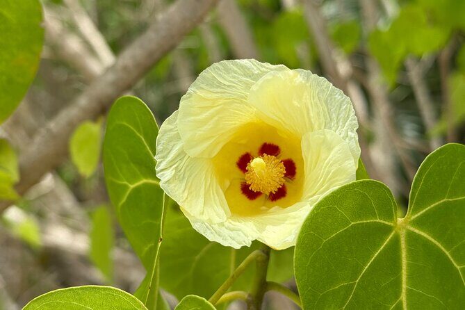 Magens Bay Nature Walk & premium hands-free Hobie Kayak Adventure - What You’ll Love