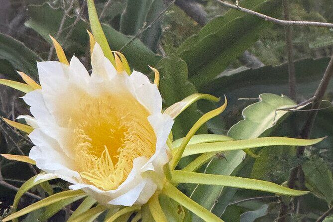 Magens Bay Nature Walk & premium hands-free Hobie Kayak Adventure - What to Consider