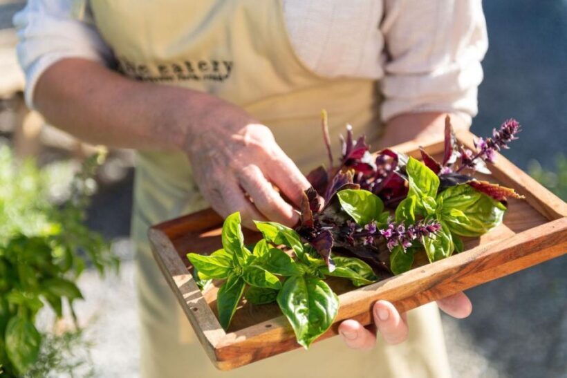 Maggie Beer's Farm Hands-on Cooking School and Lunch - The Value of the Experience