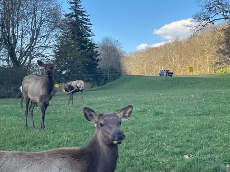Maggie Valley: Guided Safari Jeep Mile-High Adventure - The Sum Up: Who Will Love This Experience?