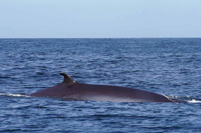 Magic Dolphin Sea Safaris - The Itinerary: What to Expect