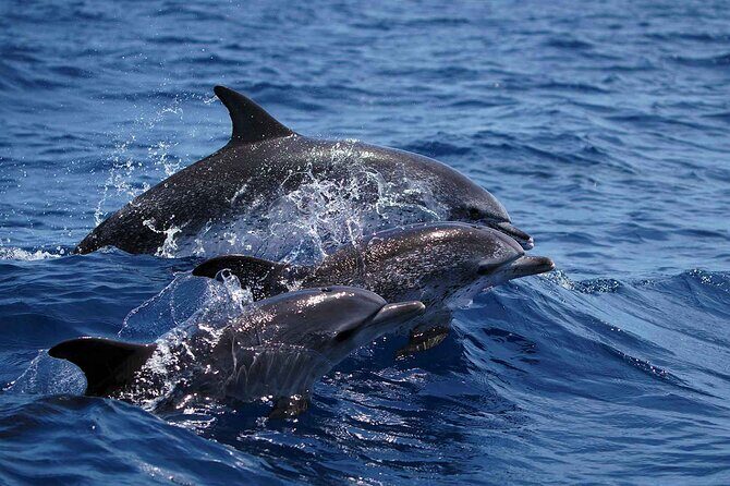 Magic Dolphin Sea Safaris - Who Should Book This Tour?