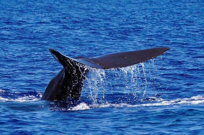 Magic Dolphin Sea Safaris - FAQs