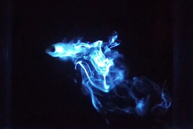 Magical Bioluminescent Night Dive - The Highlights: What Makes This Tour Shine