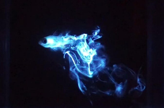 Magical Bioluminescent Night Dive - Who Should Consider This Tour?