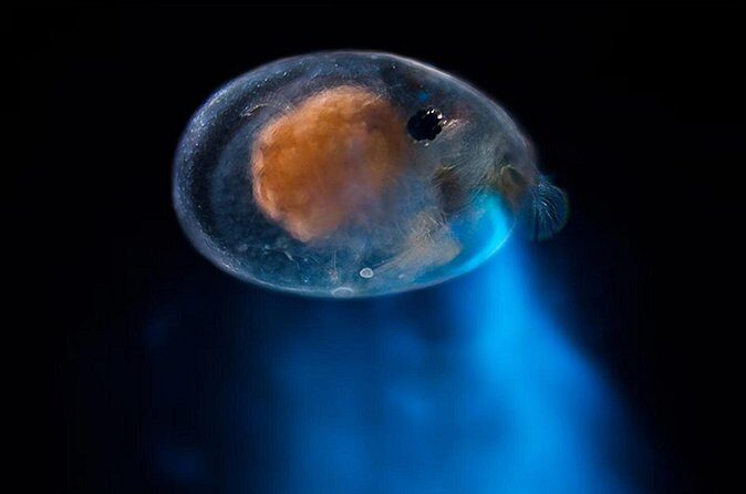 Magical Bioluminescent Night Dive - The Sum Up: Is It Worth It?