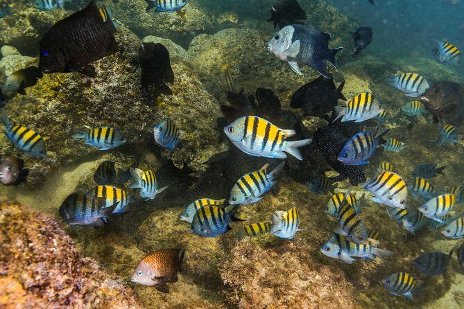 Magical Cenote and Paradise Lagoon Snorkeling Adventure - Frequently Asked Questions