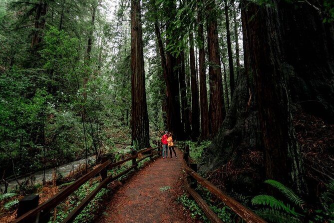 Magical Muir Woods Car Tour (Private & All-Inclusive) - Evaluating the Cost and Value