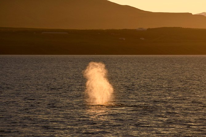 Magical Whales in the Midnight Sun | From Reykjavik - Accessibility and Meeting Details