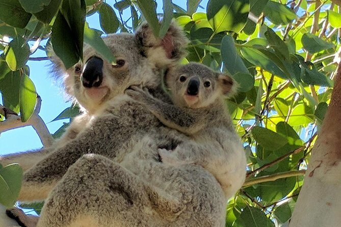 Magnetic Island Tour: Maggie Comprehensive - The Sum Up