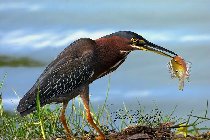 Mahahual and Costa Maya Birdwatching - Who Will Love This Experience?