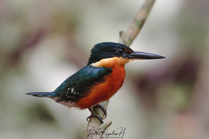 Mahahual and Costa Maya Birdwatching - FAQs