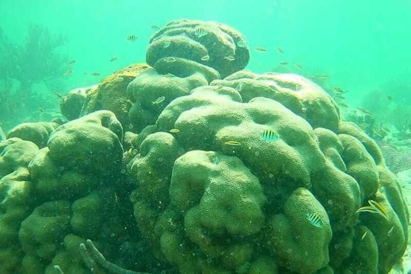 Mahahual: Costa Maya Snorkeling Adventure by Boat - Who This Tour Is Perfect For