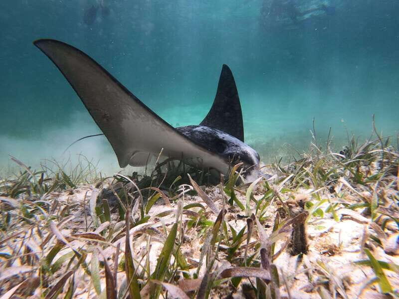 Mahahual: Snorkel Tour in Reef Lagoon - What You’ll See & Experience in the Water