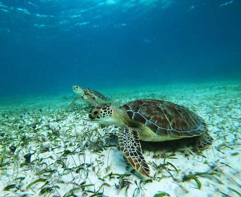 Mahahual: Snorkel Tour in Reef Lagoon - The Itinerary in Detail