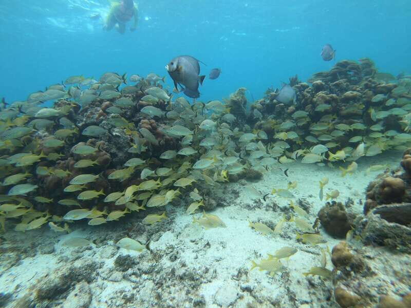 Mahahual: Snorkel Tour in Reef Lagoon - Practical Tips & Considerations