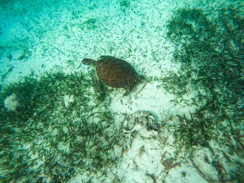 Mahahual: Snorkeling Boat Tour - The Experience: What You’ll Feel and See