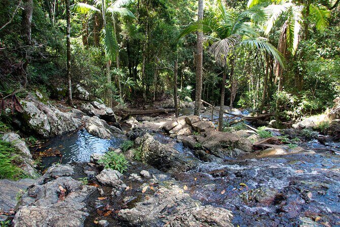 Maiala Rainforest Tour - A Detailed Breakdown of the Itinerary