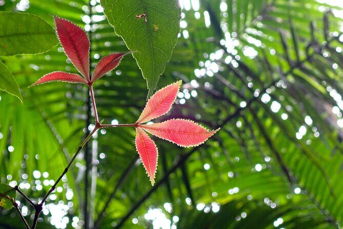 Maiala Rainforest Tour - Frequently Asked Questions