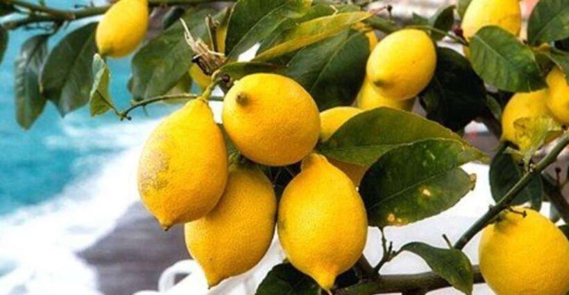 Maiori: Amalfi Coast Path of Lemons Day Trip with Tastings - Introduction