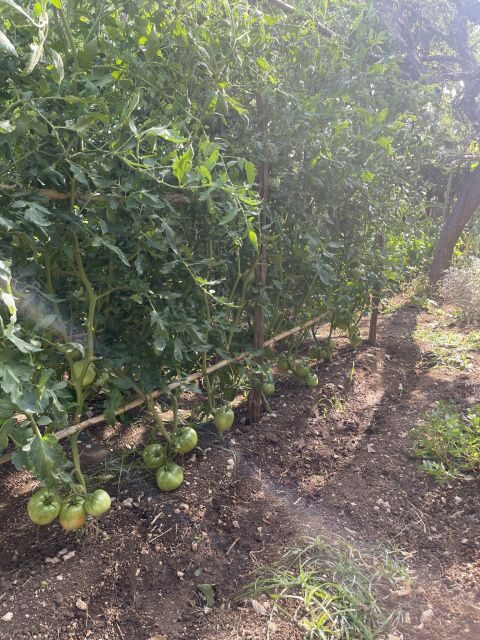 Maiori: Amalfi Coast Path of Lemons Day Trip with Tastings - Why Travelers Love This Tour (Based on Reviews)