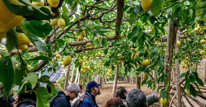 Maiori: Amalfi Coast Path of the Lemon private walking tour - The Sum Up
