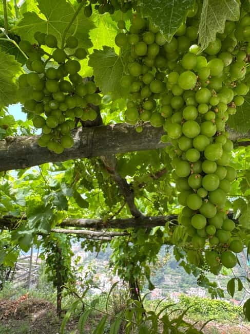 Maiori: Hiking Tour to A Lemon Farm with Lemon Tastings - An In-Depth Look at the Tour Experience