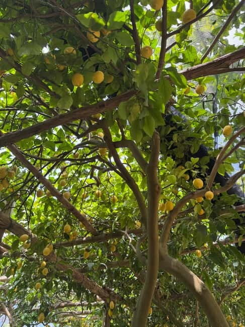 Maiori: Hiking Tour to A Lemon Farm with Lemon Tastings - What Our Reviewers Say