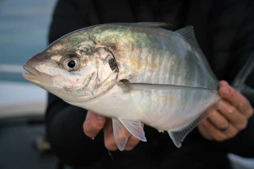 Maiton Private Island Night Squid Fishing & Small Game - The Practicalities: Tips & Considerations