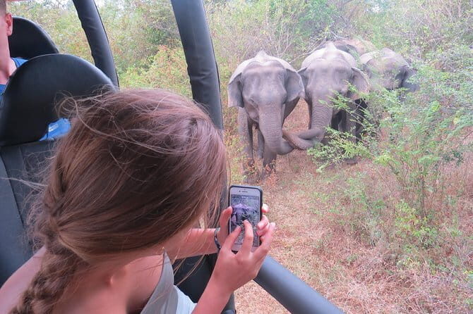 Majestic beast safari, Sri Lankas oldest Elephant Park-Udawalawe National Park - The Tours Practical Details