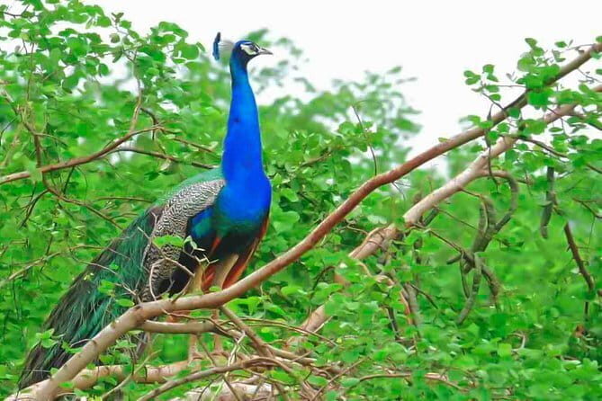 Majestic beast safari, Sri Lankas oldest Elephant Park-Udawalawe National Park - Who Is This Safari Best For?