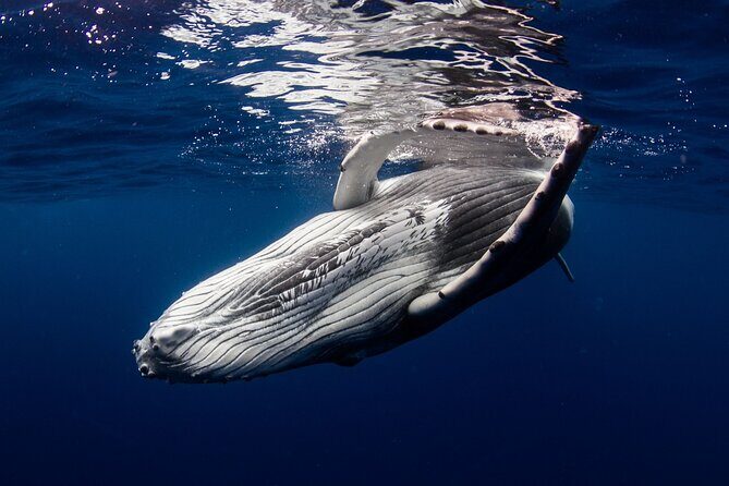 Majestic Encounter Respectful Whale Watching - Key Points