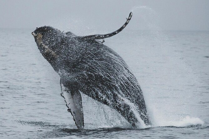 Majestic Encounter Respectful Whale Watching - FAQ