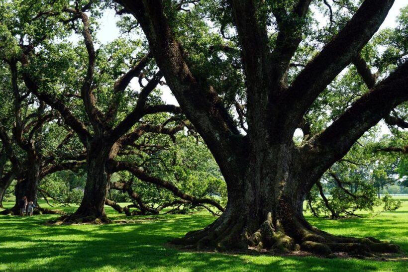 Majestic Oak Alley Plantation Tour - A Detailed Look at the Oak Alley Experience