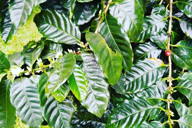 Majestic Waterfall Tour - Who Should Consider This Tour?