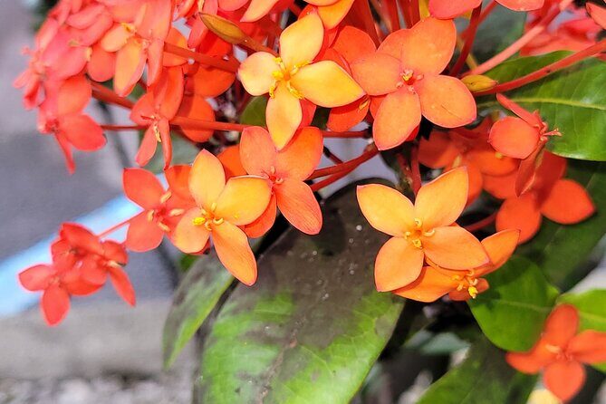 Majestic Waterfall Tour - FAQs