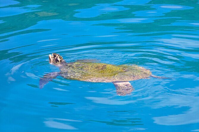 Major Tom -Sailing Day Cruise, with Snorkeling & Lunch - Who Will Love This Tour?