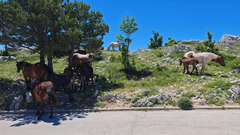 Makarska: Buggy Skywalk and Biokovo Tour - The Sum Up