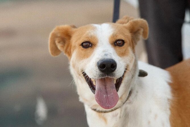 Make a dog's day and taste Greece in Skiathos - Who Should Consider This Tour?